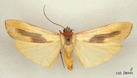 Papua Insects Foundation (Lepidoptera/Erebidae(Arctiinae)/Oeonistis ...